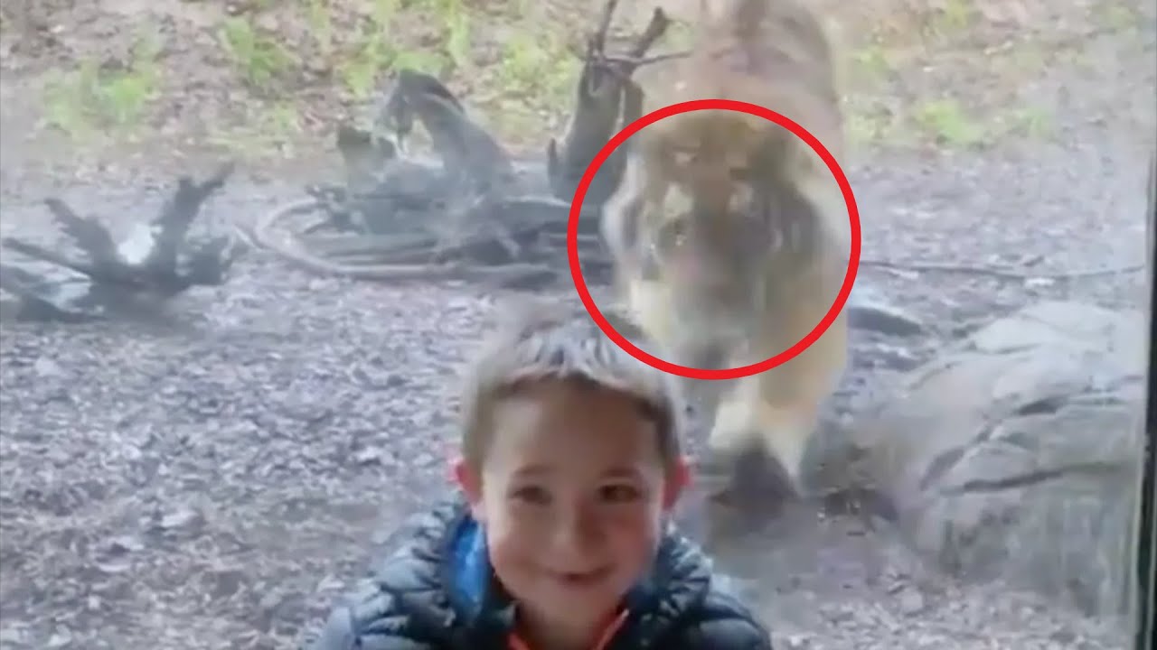Тигр бесшумно подкрался к мальчику. То что сделал хищник невероятно ...