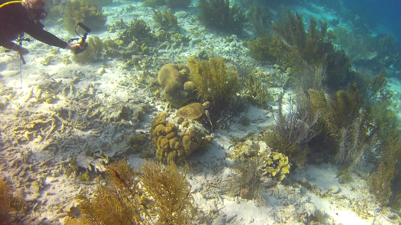 Green Sea Turtle swimming in shallow water - YouTube