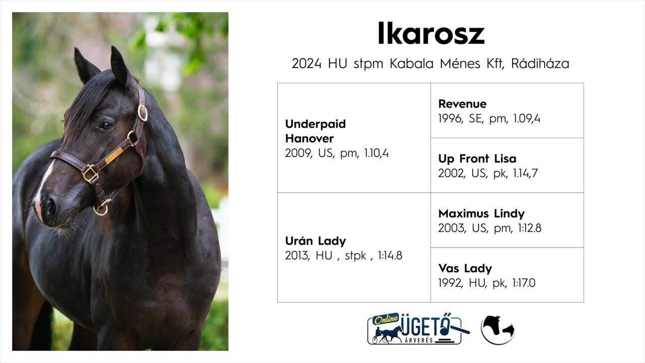 Ügetőárverés 2025- 7. Ikarosz - YouTube