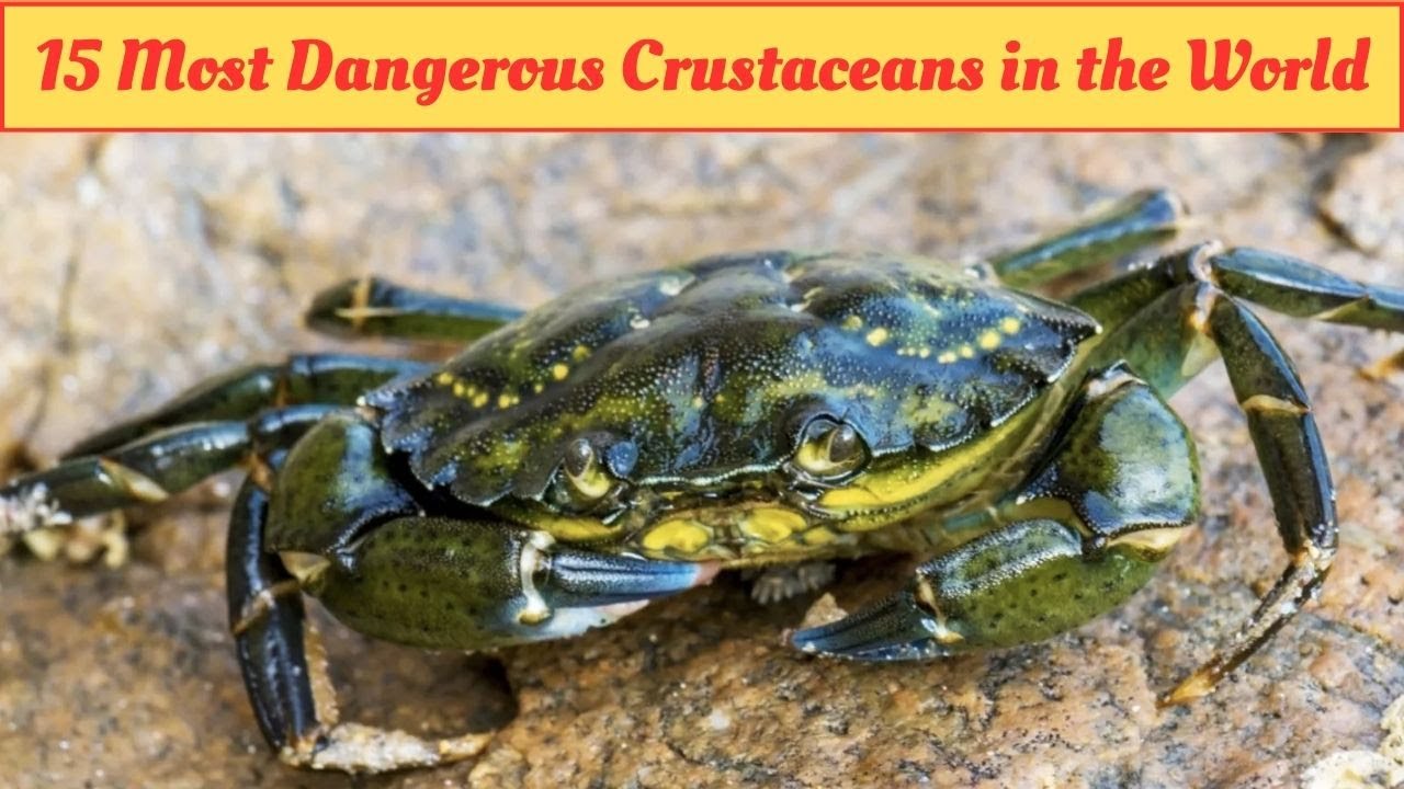 15 Most Dangerous Crustaceans in the World#sea #monster #facts #animals ...