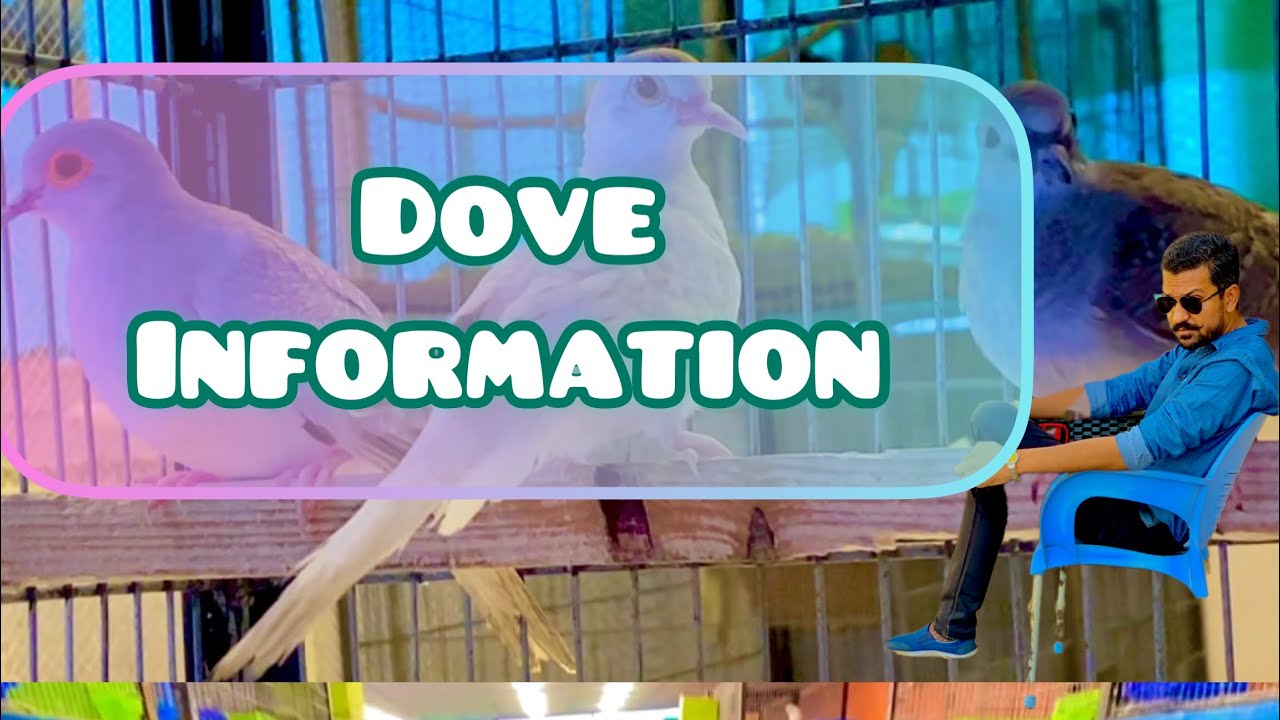 A to Z complete information Dove - YouTube