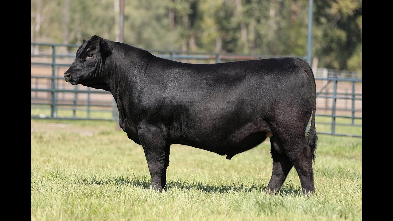 Lot 71 Montana Outctoss 2328 Youtube
