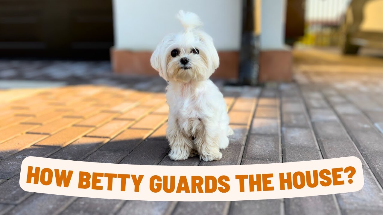 Maltese Guard| Dog House| Betty - YouTube