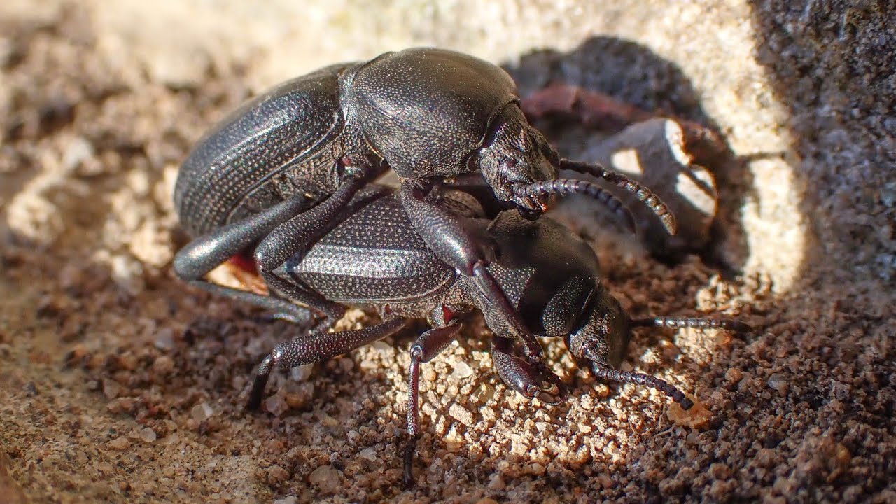 Scaurus uncinus Paring/Mating - YouTube