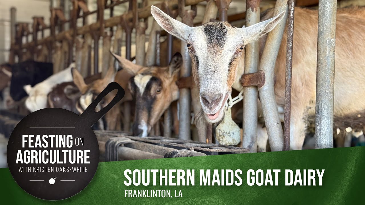 Feasting on Agriculture: Southern Maids Goat Dairy - YouTube