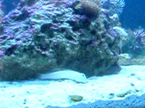 Diamond Goby Sifting Sand - YouTube