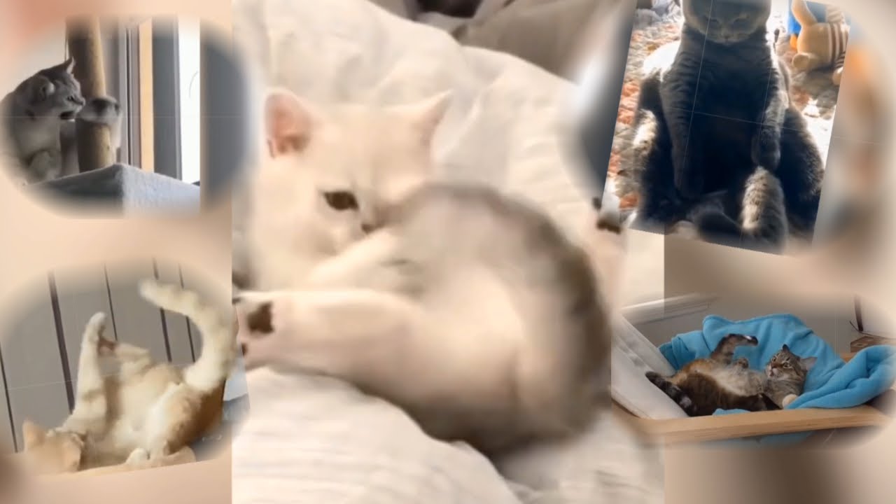 Cats catch own tail funny moments! Cats chase own tail! (#00128) - YouTube