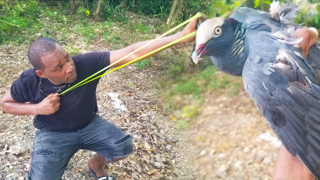 SLINGSHOT hunt for doves | fishing off the rocks in NEGRIL Catch & Cook ...