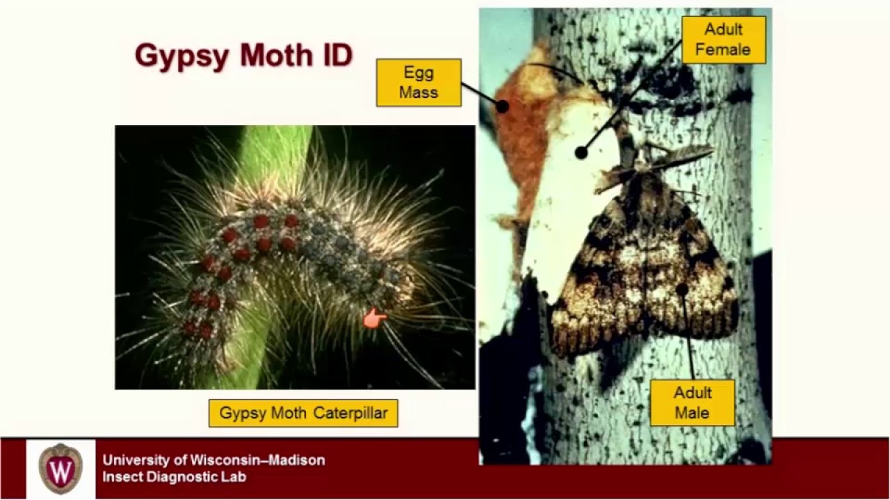 Gypsy Moth in Wisconsin - YouTube
