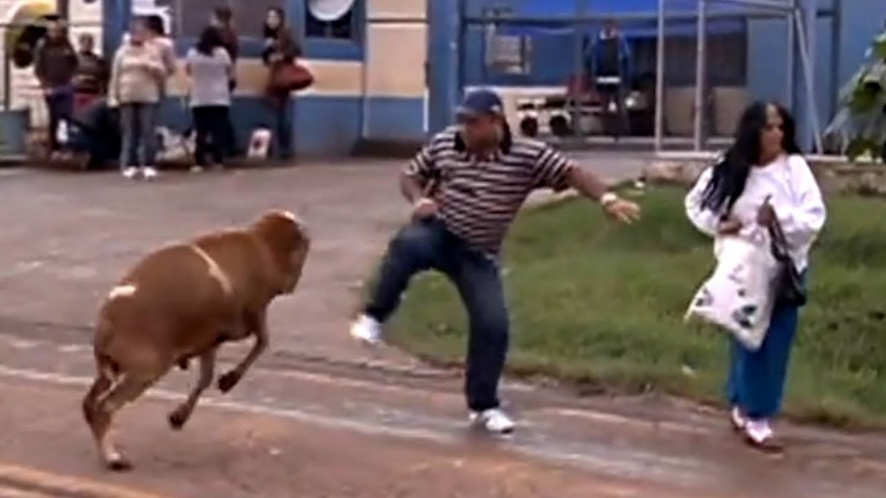 10 Times Angry Animals Went On A Rampage - YouTube