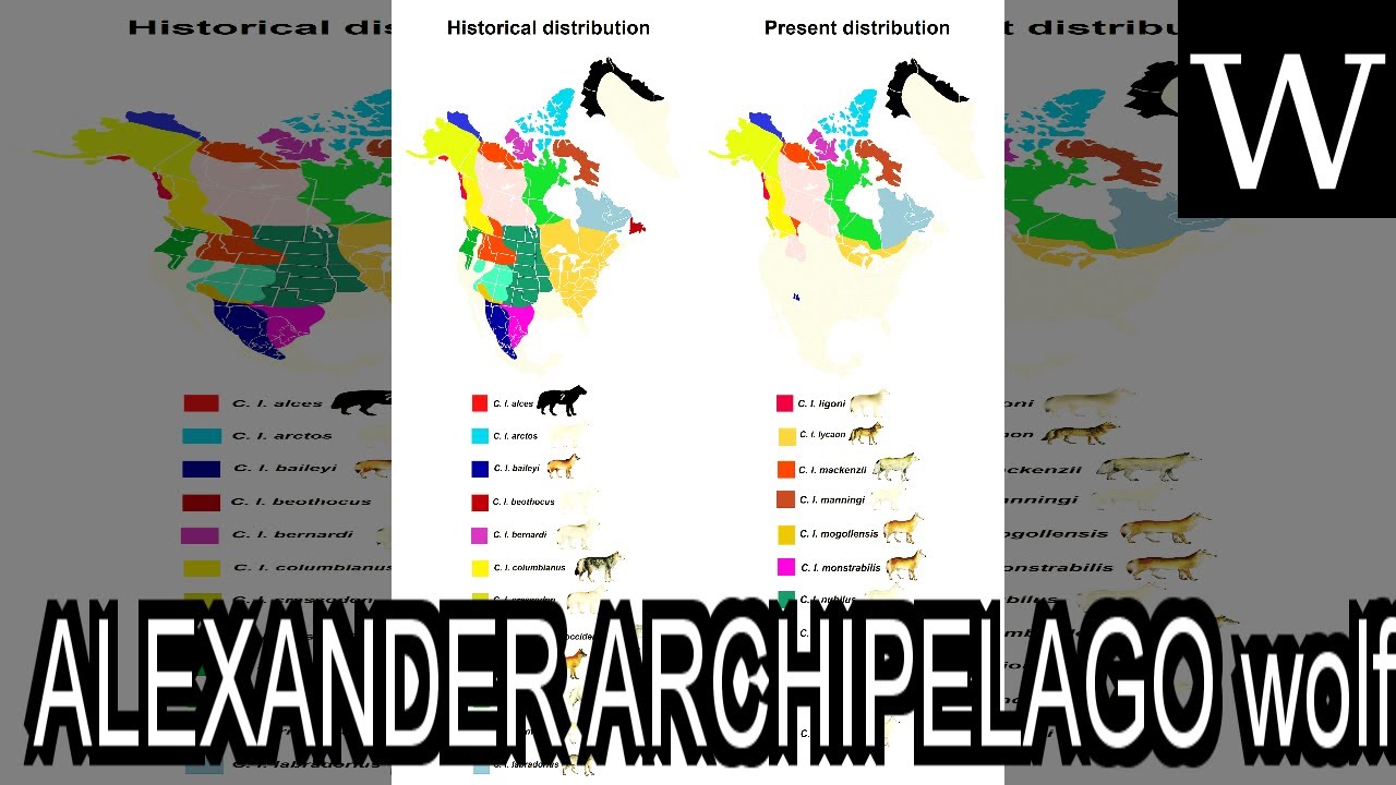 ALEXANDER ARCHIPELAGO wolf - WikiVidi Documentary - YouTube