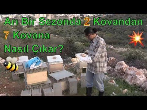 Arılıkta Kovan Sayısını Arttırıyoruz (Kovan Bölme)