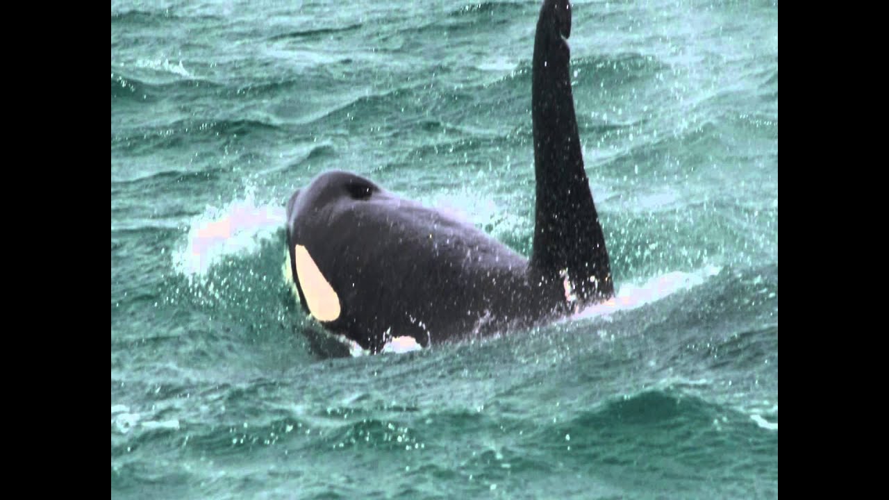 Wild Orcas in Auckland, New Zealand - YouTube