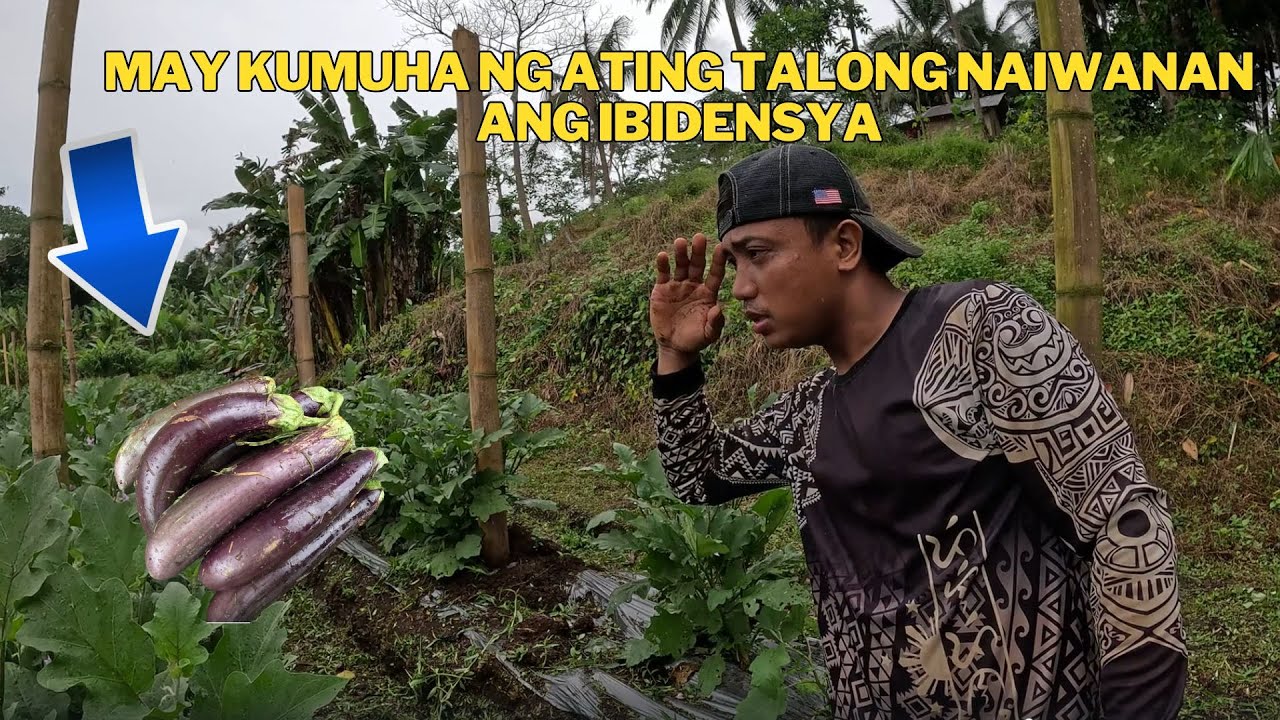 MAY NAUUNA KUMUHA NG TALONG NATIN SA HALAMANAN - YouTube