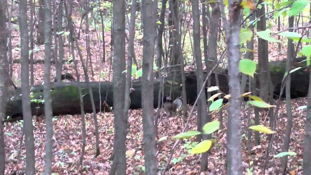 Grouse flushing - YouTube