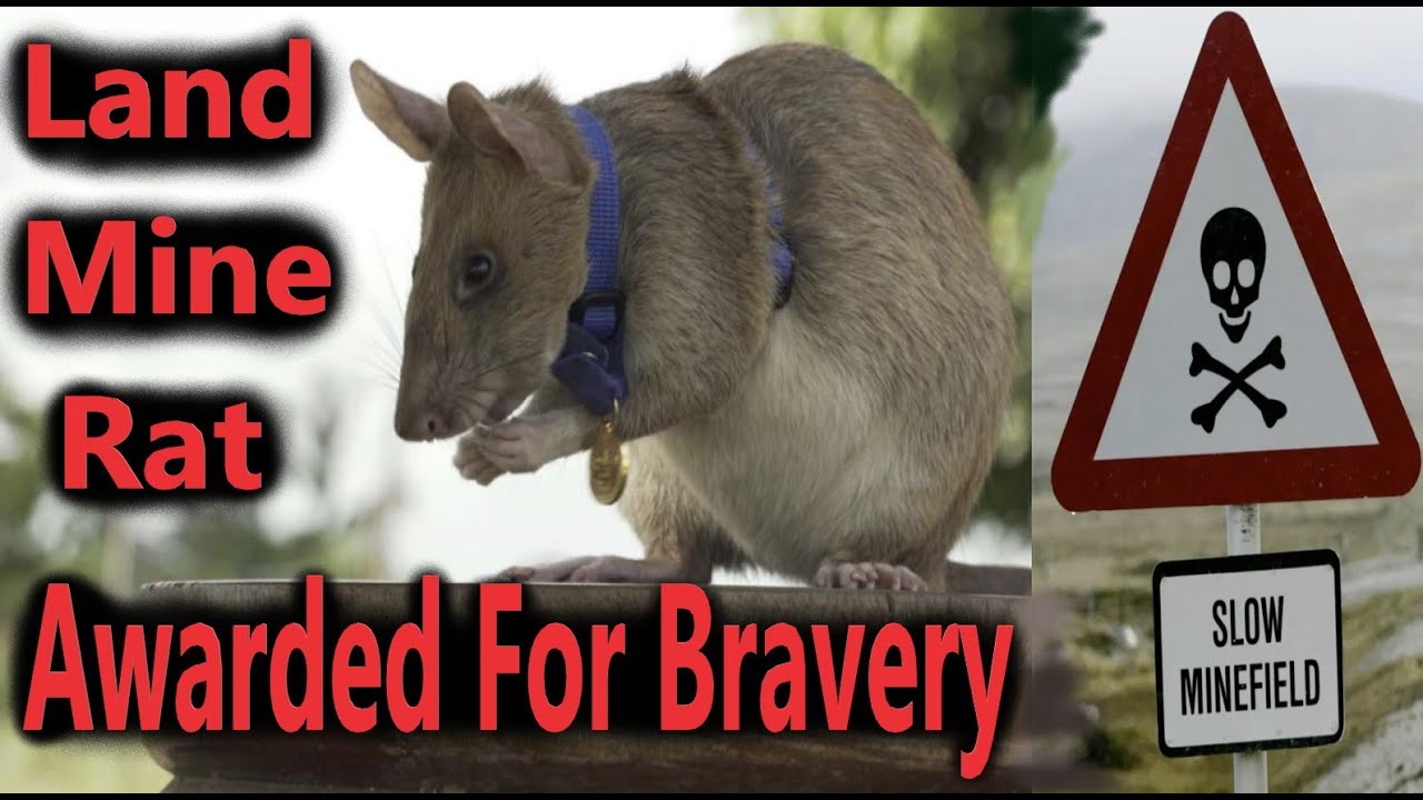 Landmine Finding Rat Receives Award For Saving Lives - YouTube