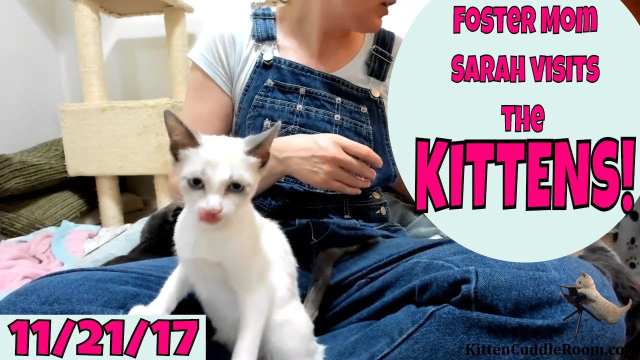 Foster Mom Sarah's Visit 11/21/17 Kitten Cuddle Room LIVE 24/7 Foster ...