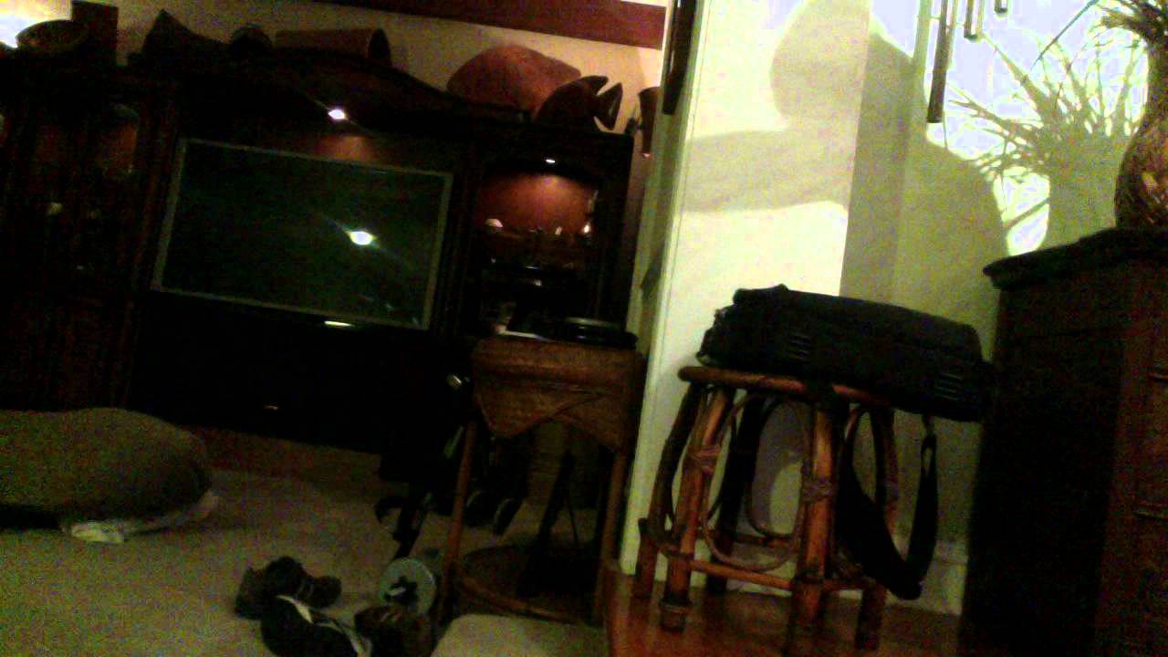 DOG PUNT #6 - YouTube