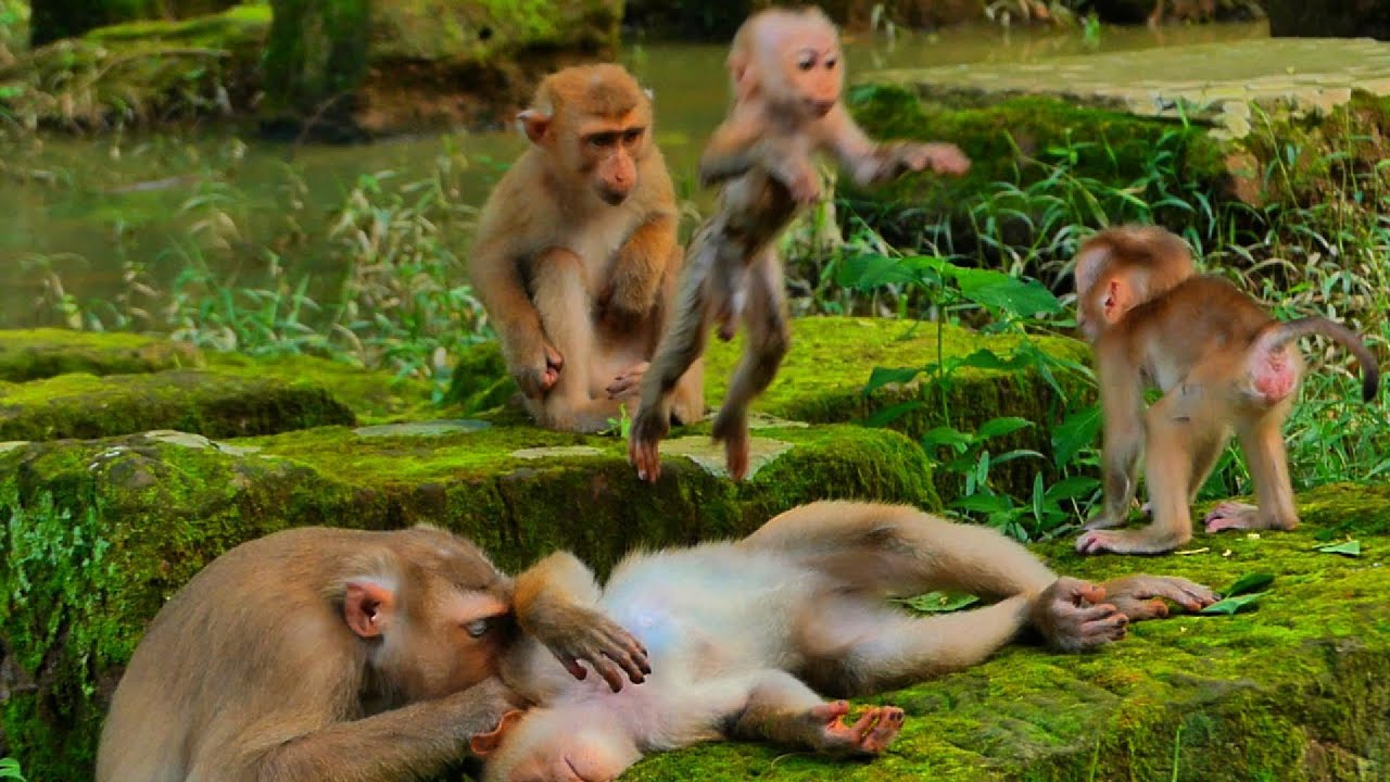 Nice video : cutest monkey baby, he is growing adorable, they are ...
