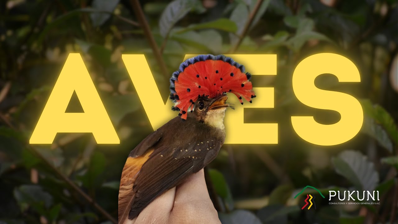 Aves de la Selva Peruana - YouTube
