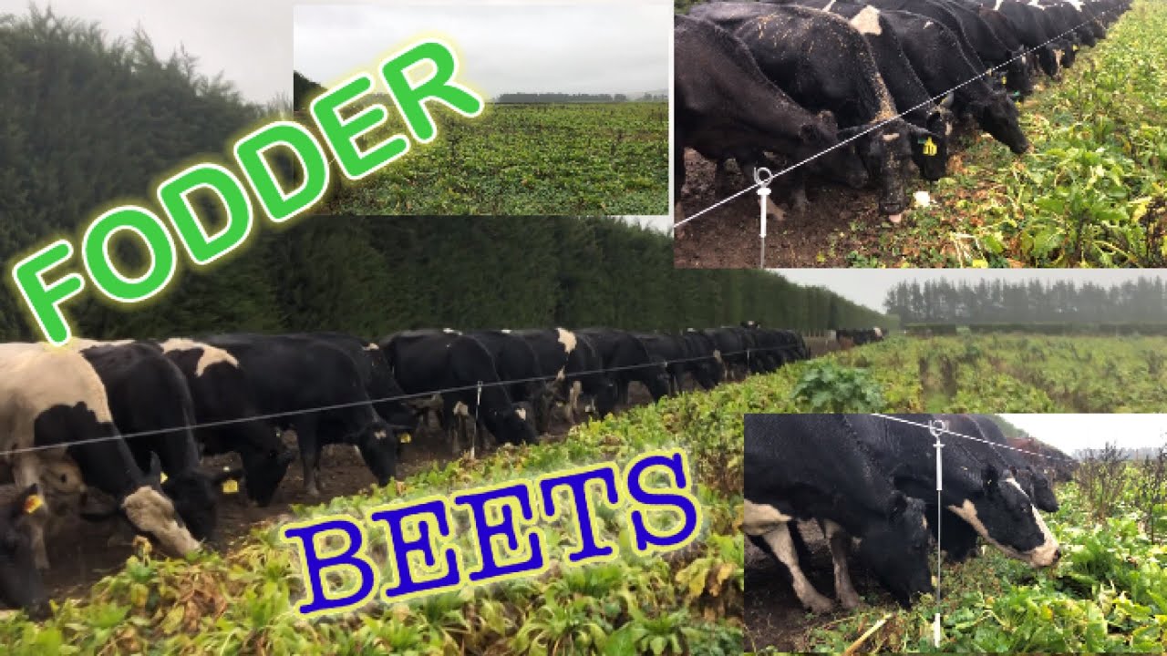 Winter Feeding// Fodder Beet Crops Dairy farm nz - YouTube