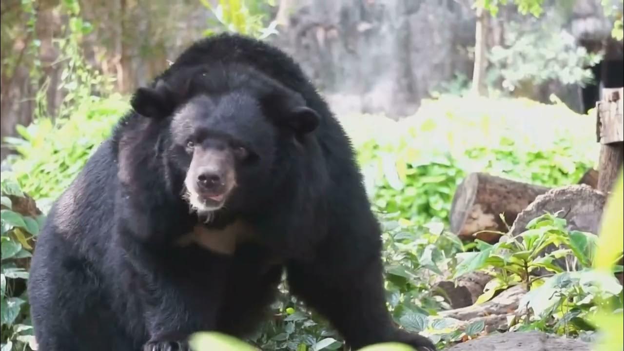 Unprecedented Tragedy California's First Fatal Black Bear Attack - YouTube