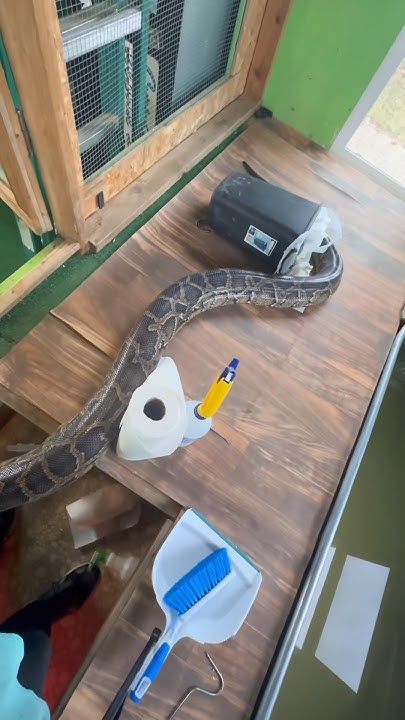 My Pet Python Fell: Is He OK? 😕🐍 #shorts #python - YouTube