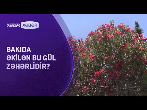 Bakıda əkilən bu gül zəhərlidir?