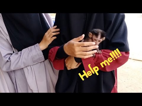 the baby monkey keke is warmly welcomed by the boarding school children ...