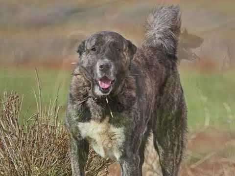ÇAPAR   Anadolunun Karayaka Aslanları   Turkish Shepherd Dogs in Brindle Color Version