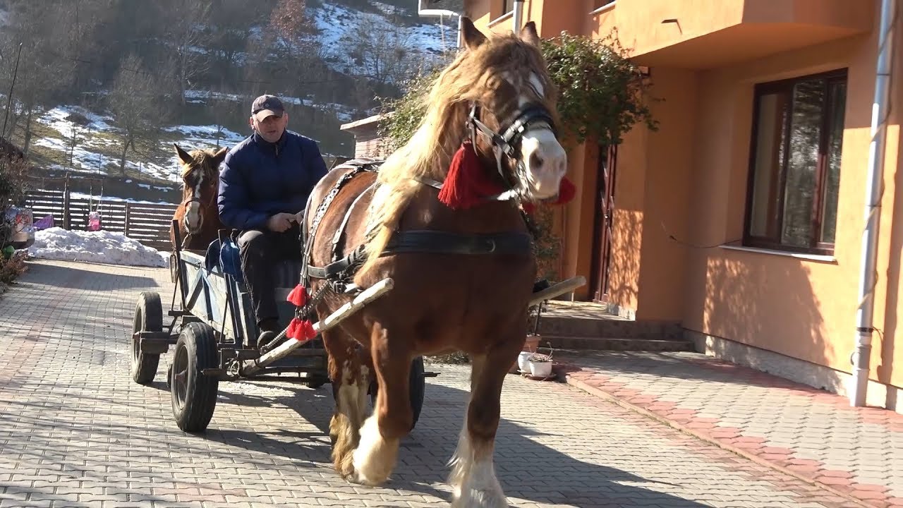 Caii lui Mirel de la Tauti, Cluj - Plimbre cu caruta\Membru nou in ...