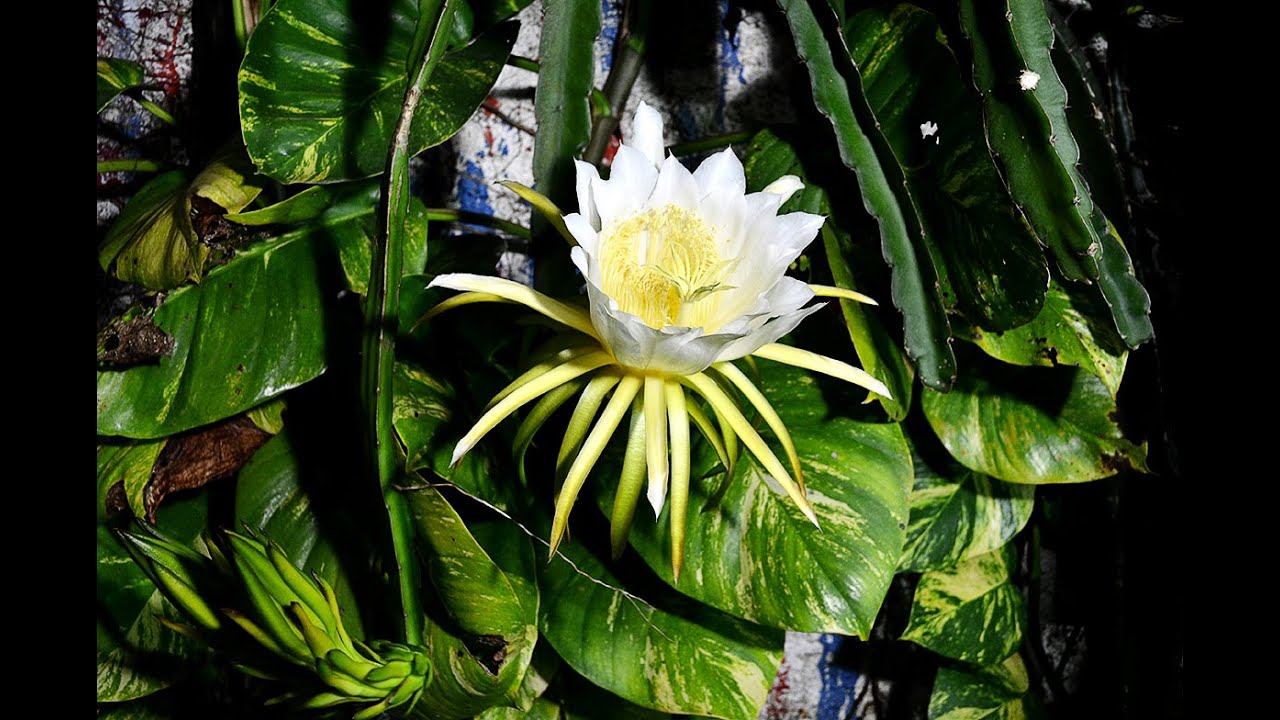 Flor da Pitaya. Ciclo completo de vida e morte. - YouTube