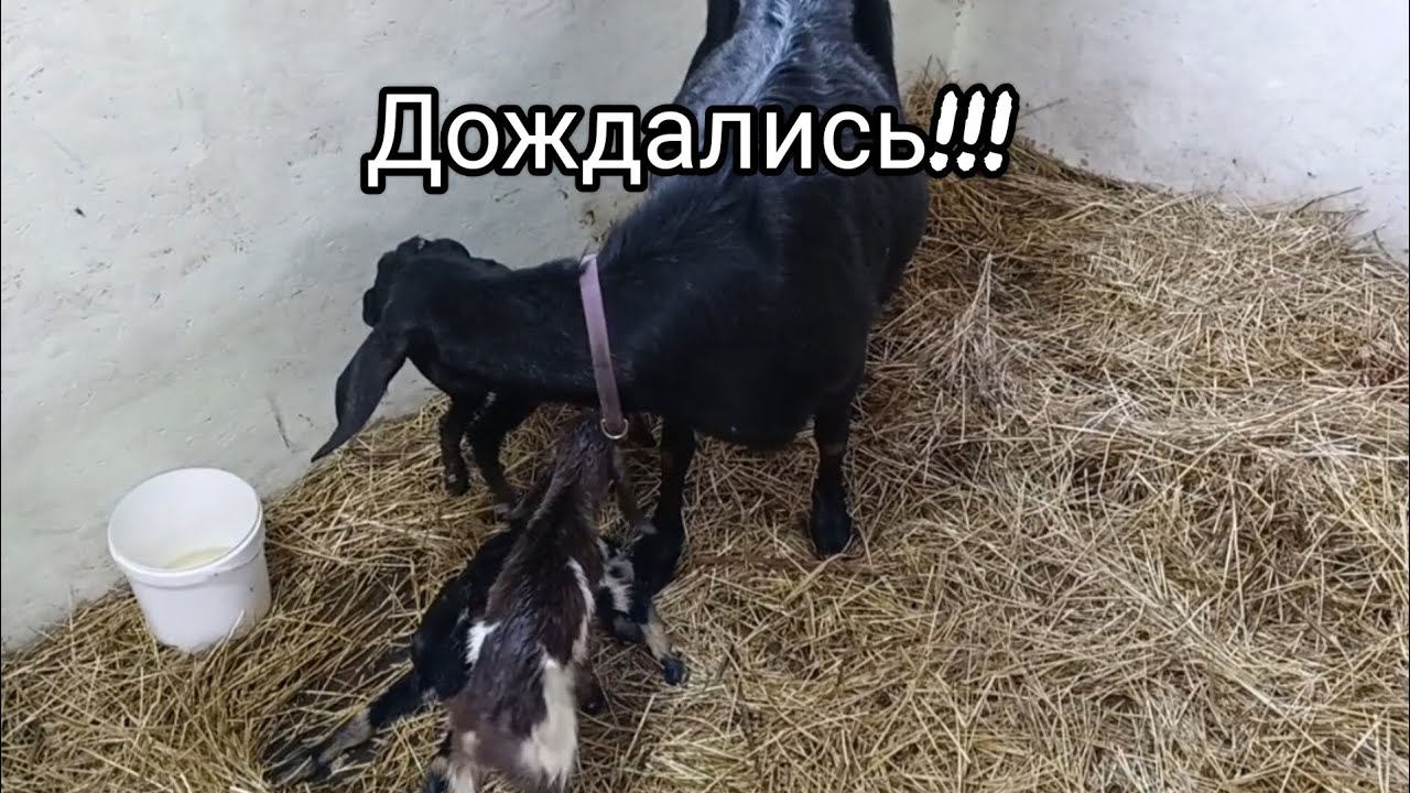 Гималайская соль для коз//Первые роды в новом козовнике//Кого родила ...