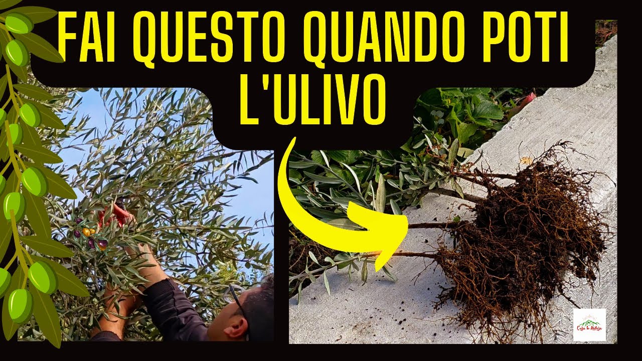 Quando Si Pota L'ULIVO Non Buttare I Rami - Fai le TALEE DI ULIVO - YouTube