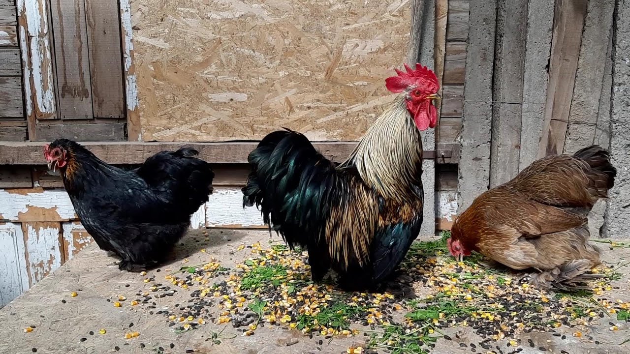 FAMILIE PASARI PITICE - COCOS CONCHINCHINA NEGRU CU GAT AURIU + GAINA ...