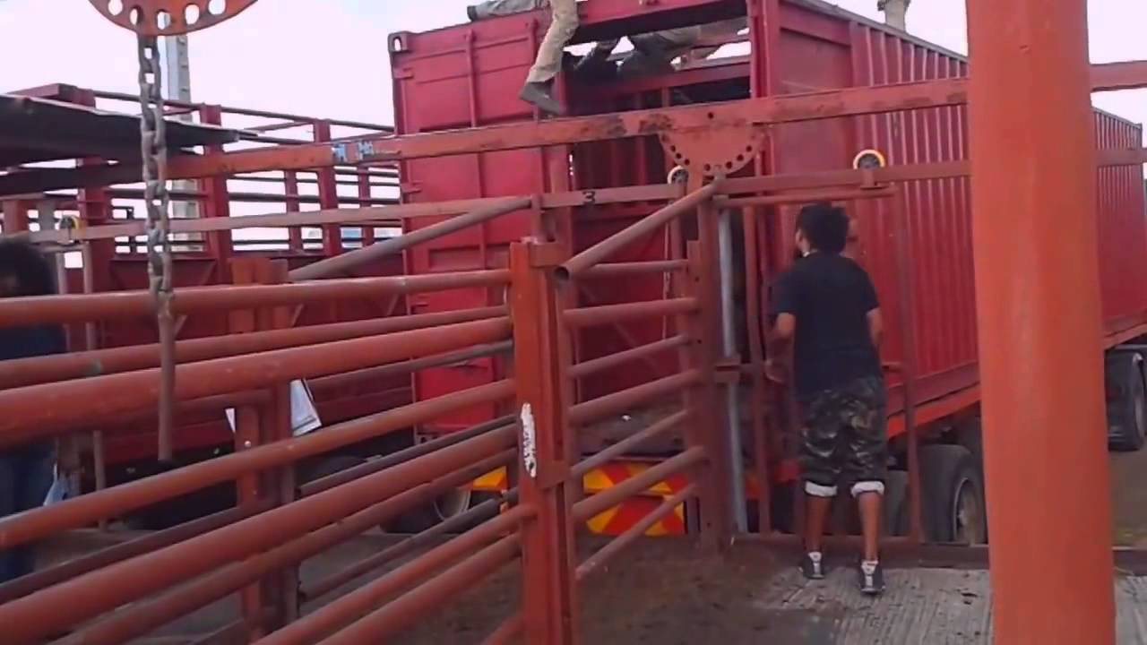Cattle unloading - YouTube