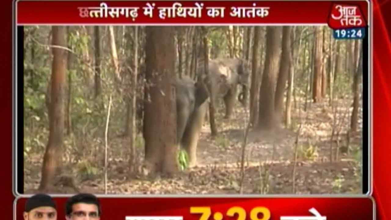India 360: Wild Elephants Attack Villages In Chhattisgarh - YouTube
