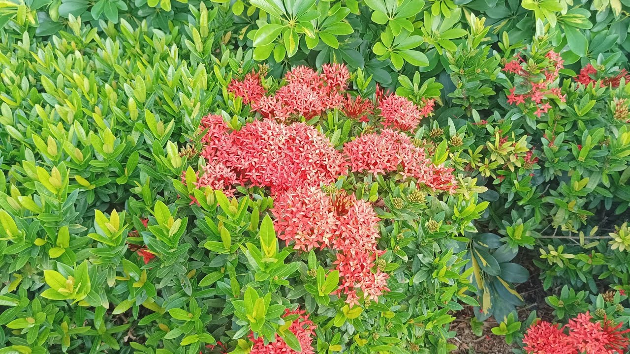 penjelasan Dan manfaat bunga asoka ciri ciri bunga asoka || Cara ...