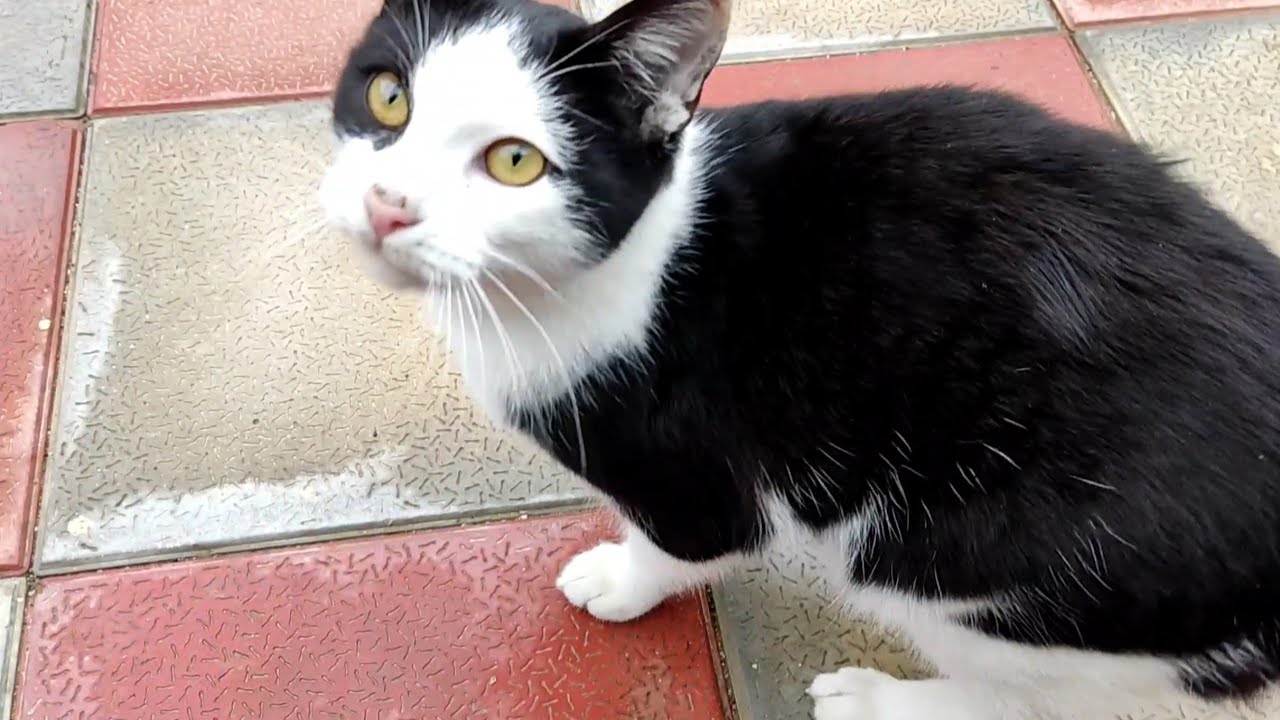 Cute Stray Cats I Interesting and different episodes - YouTube