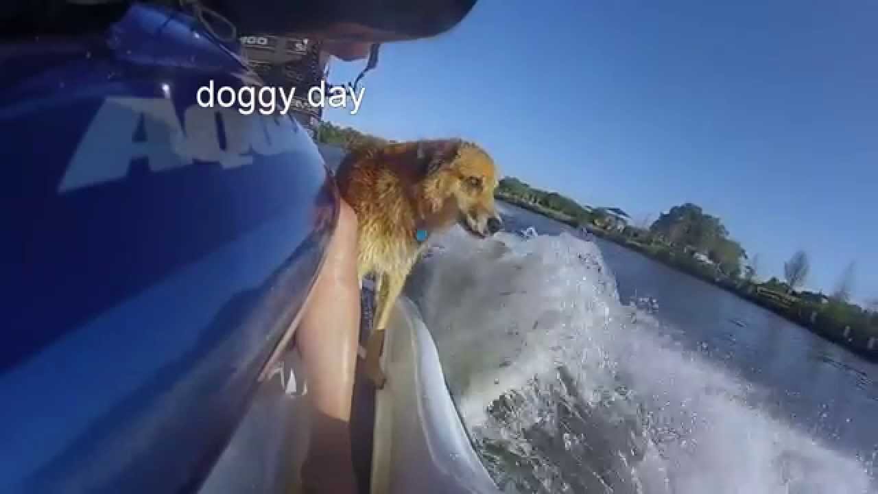 Doggy day Crazy Dog On Jet Ski - YouTube