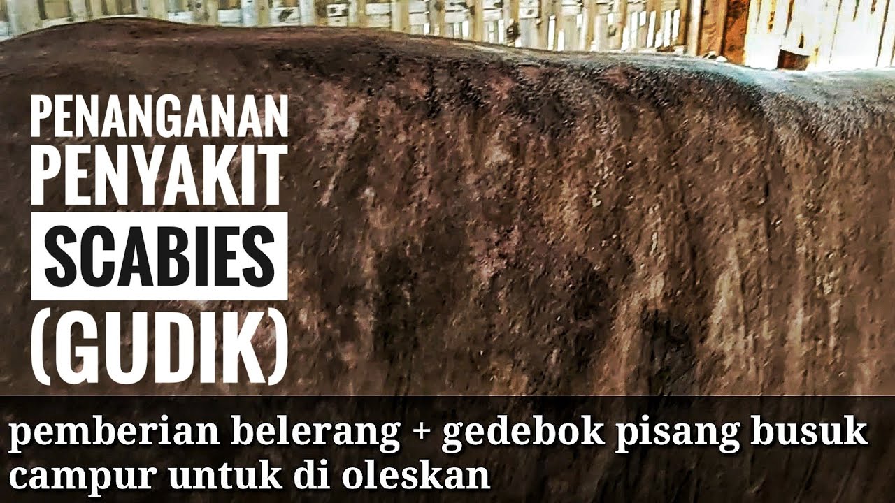 Vlog : kudis/ gudik/ scabies pada sapi - YouTube