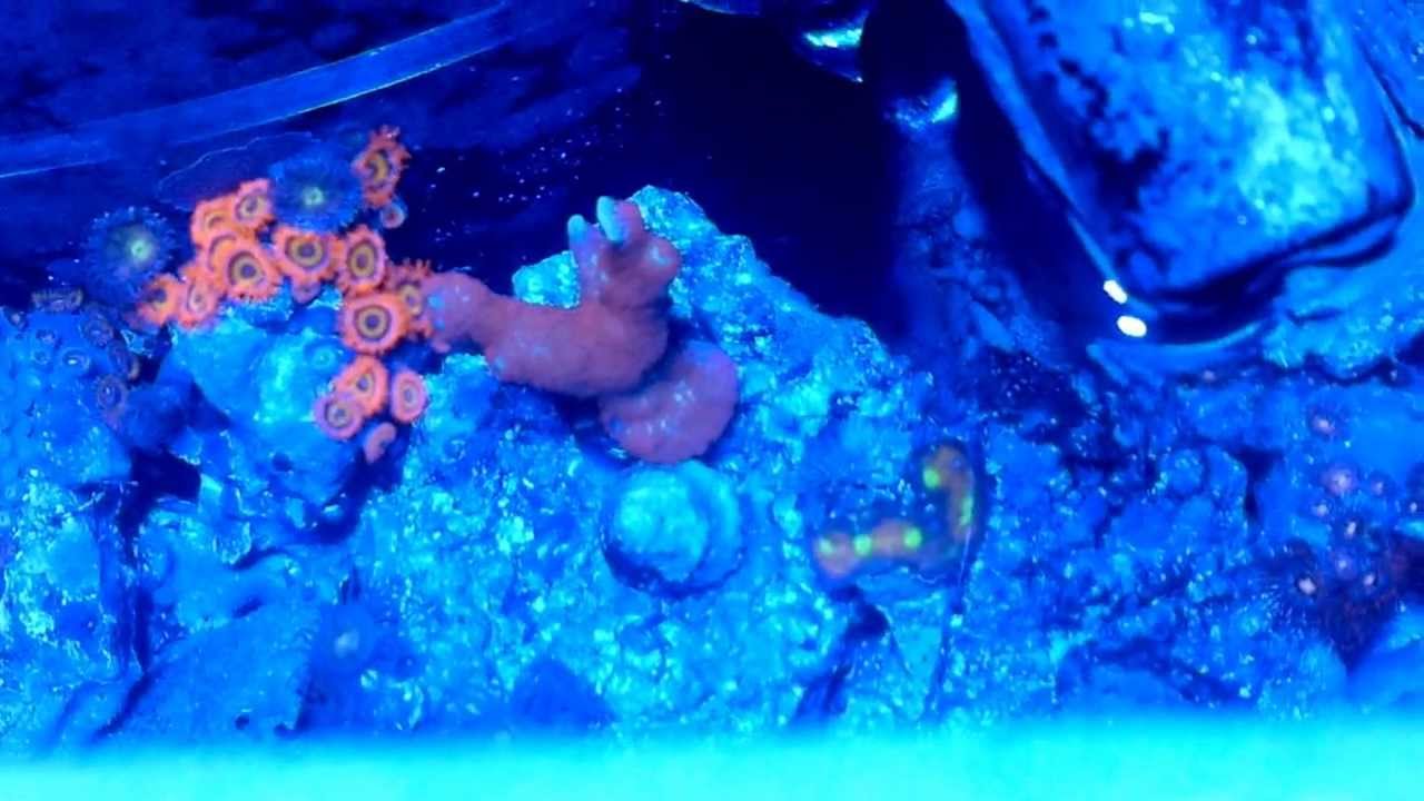 57 Gallon Reef Tank. Birds Eye View - YouTube
