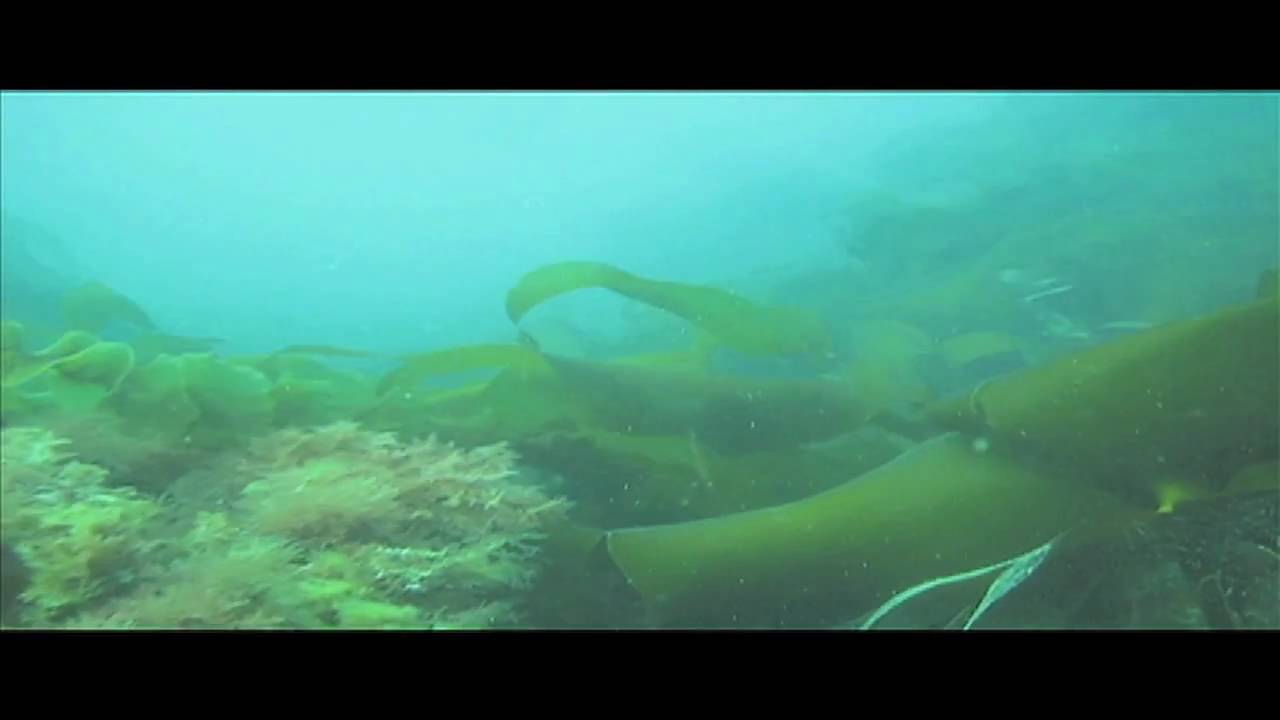 Scuba Diving Portland,Dorset - YouTube