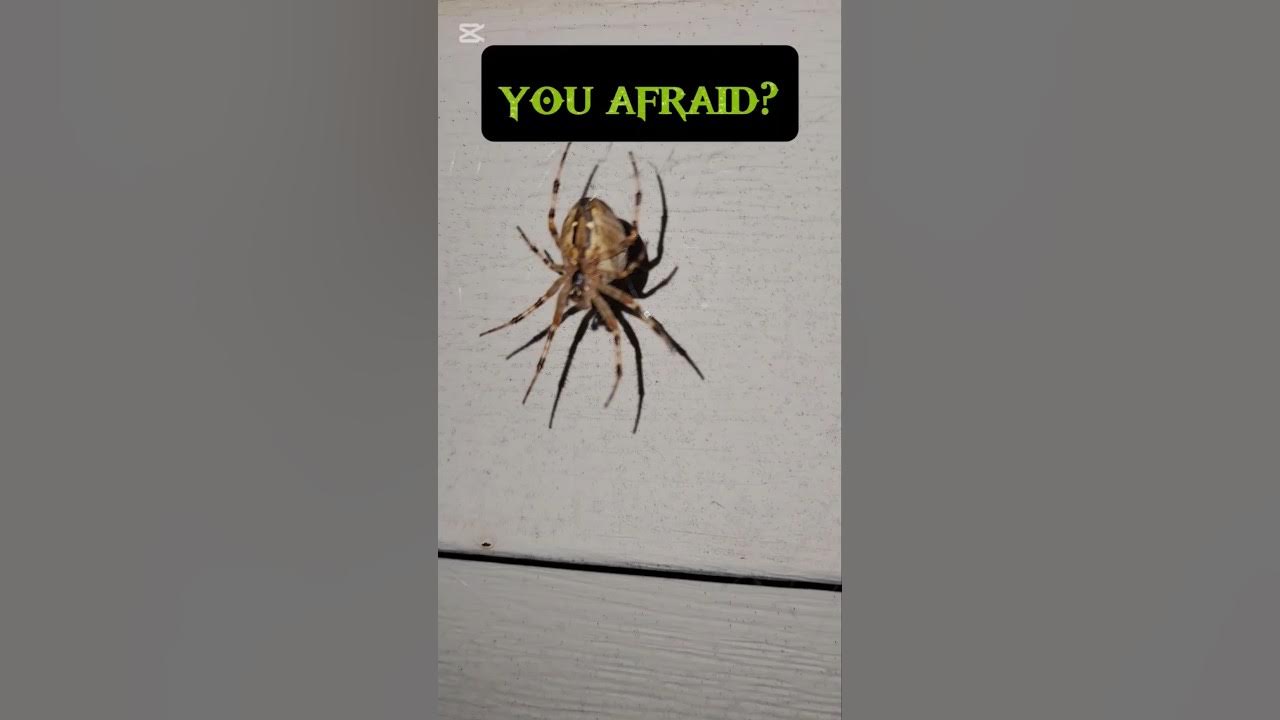 😵😧 Are you afraid of SPIDERS??🕷😰 I AM!! 🙋🙋‍♀️🙋‍♂️ #spider # ...