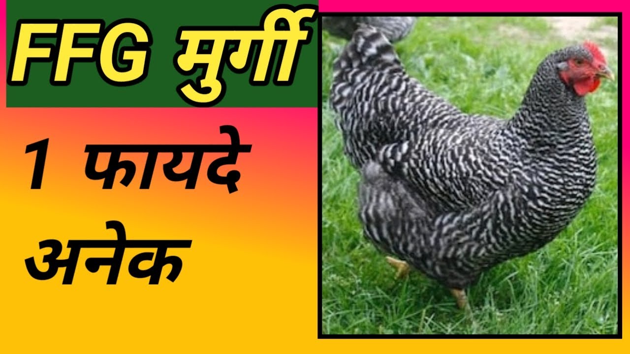 71 FFg kuroiler poultry farm, DP cross murgi, FFg murgi palan, FFg ...