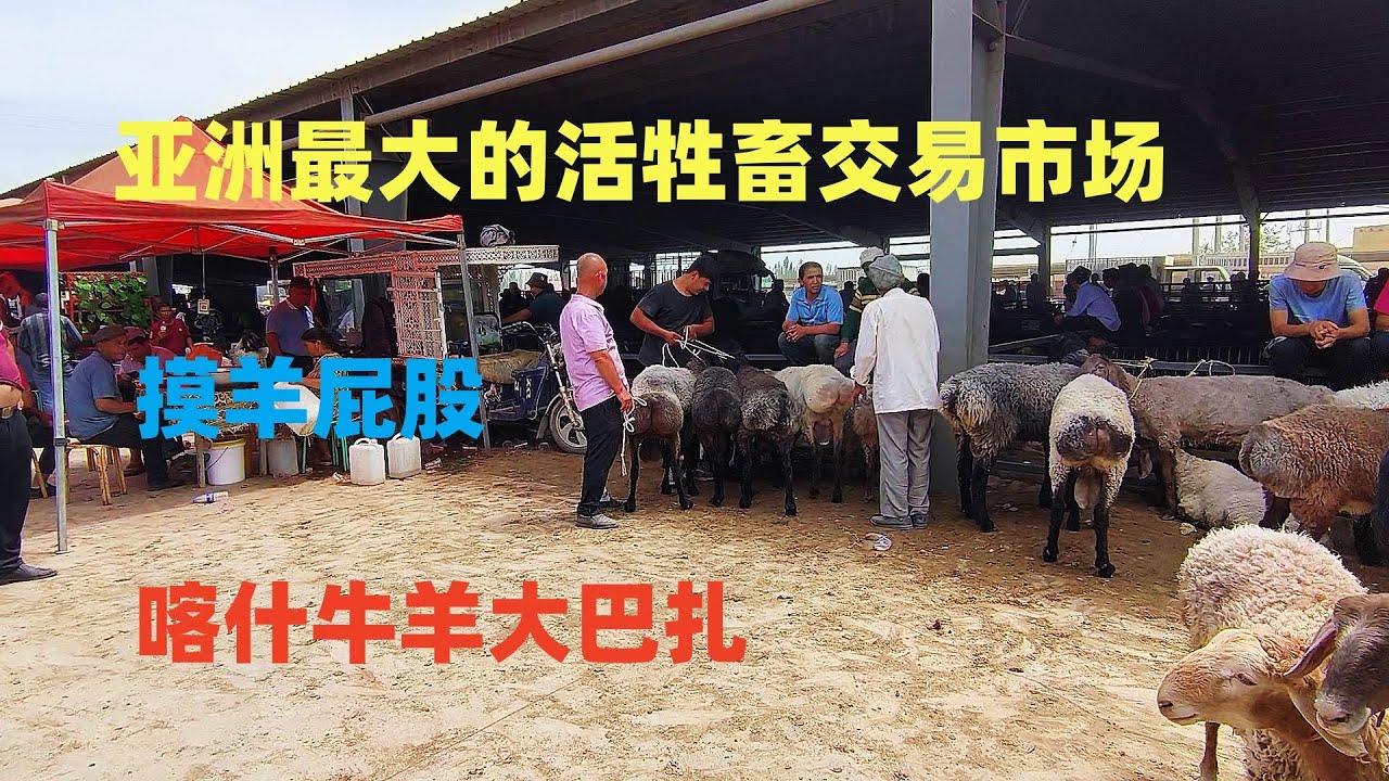 新疆喀什牛羊大巴扎,亚洲最大的活牲畜交易市场 Youtube