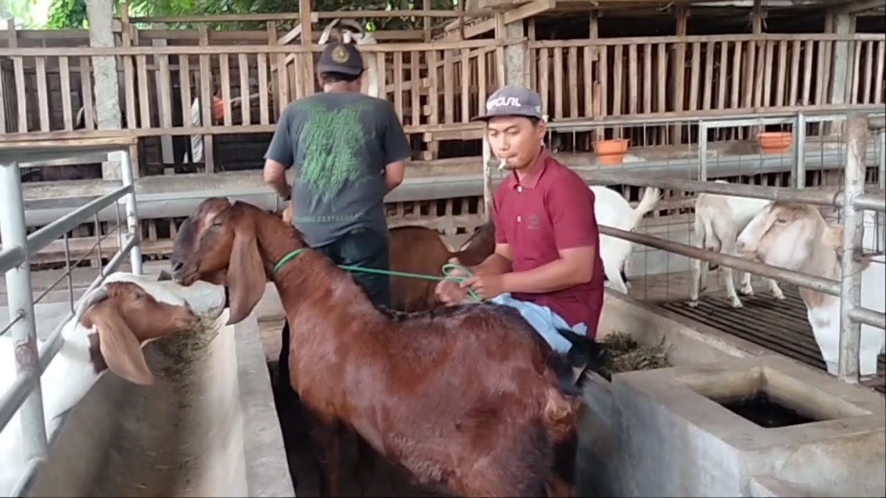 Boer Goat Cross with Red Big Goat in Goat Farm | Goat Farming in ...