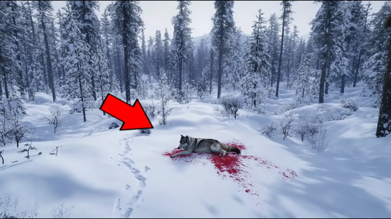 animal rescue team spotted an injured female wolf and rescued her ...