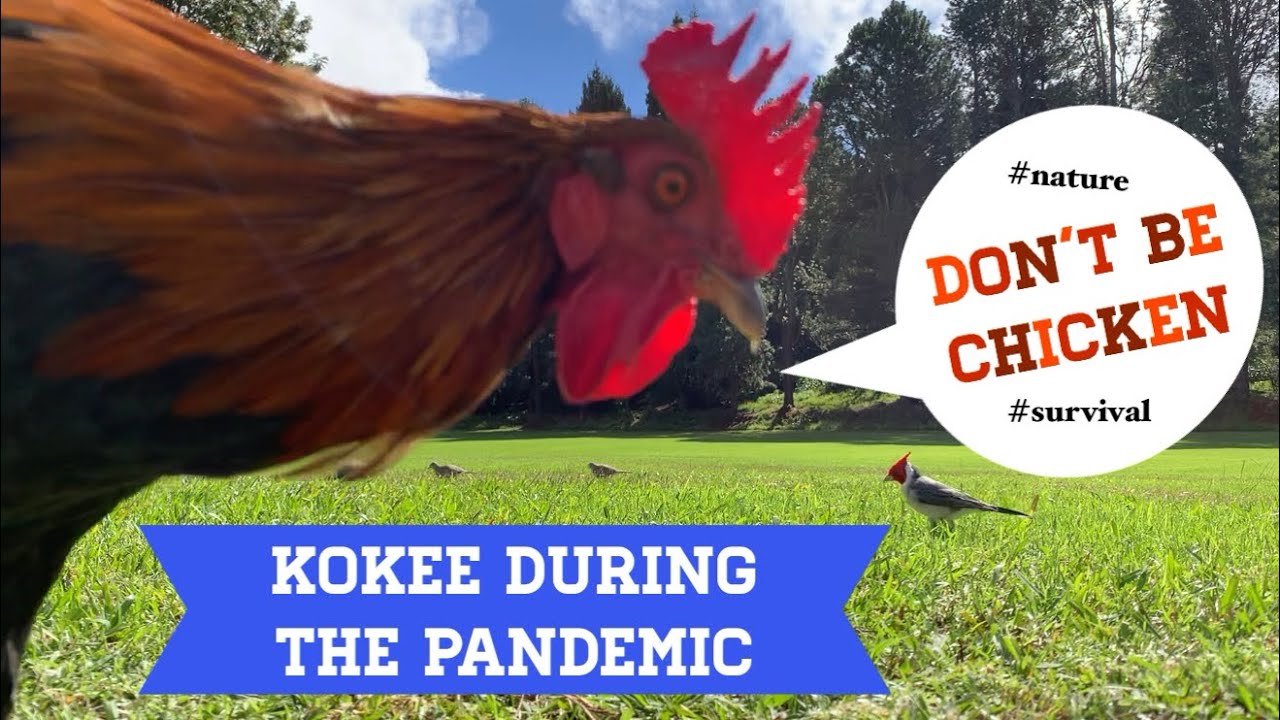 Koke’e Chickens During The Shutdown On Kauai - YouTube