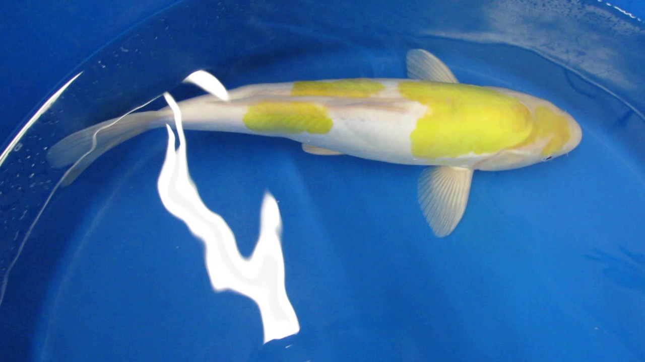 14" Kijiro Koi Fish - YouTube